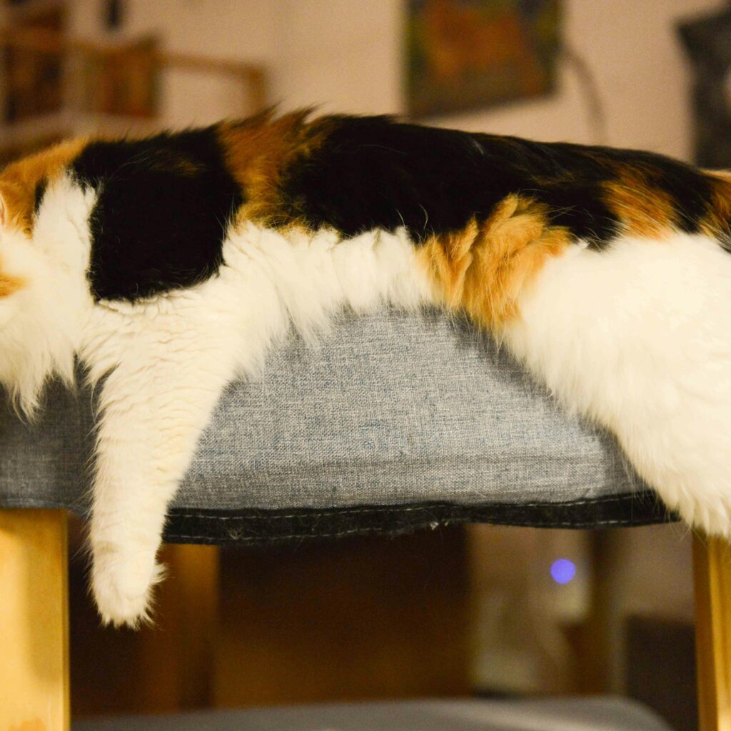 Top 10 Funny Facts About Calico Cats | The beauty Queen